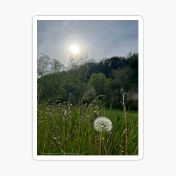 "Dandelion puff ball in a field of grass during sunset" Sticker for ...