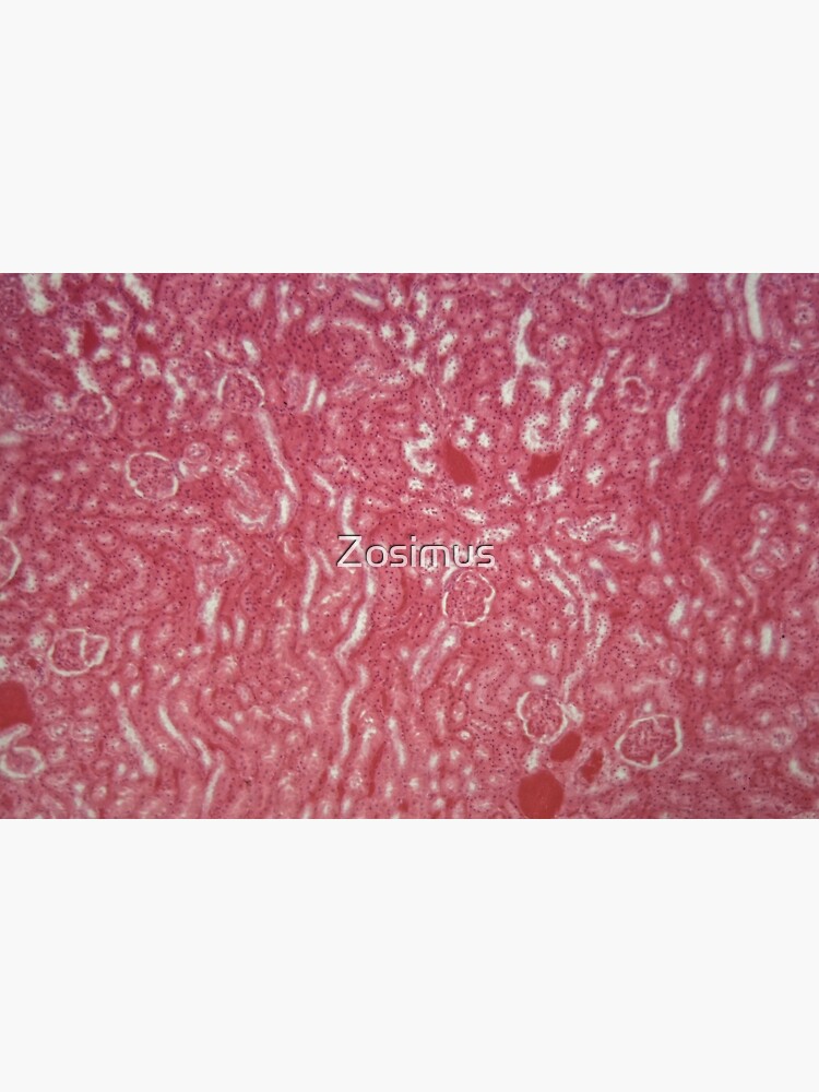 "Cells of cuboidal epithelium of a mouse under the microscope." Poster ...