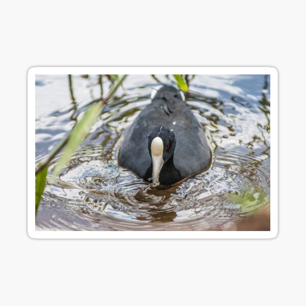 "Hawaiian coot in Honolulu" Sticker for Sale by KensLensDesigns | Redbubble