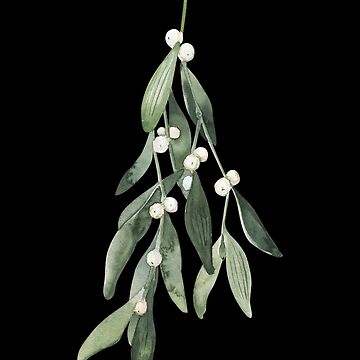 "Symbols of Immortality, Mistletoe Drawing" Sticker for Sale by ...