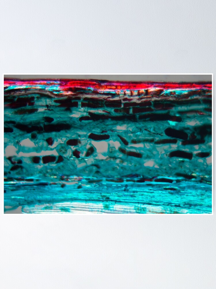 "A section of pine wood under the microscope." Poster for Sale by ...