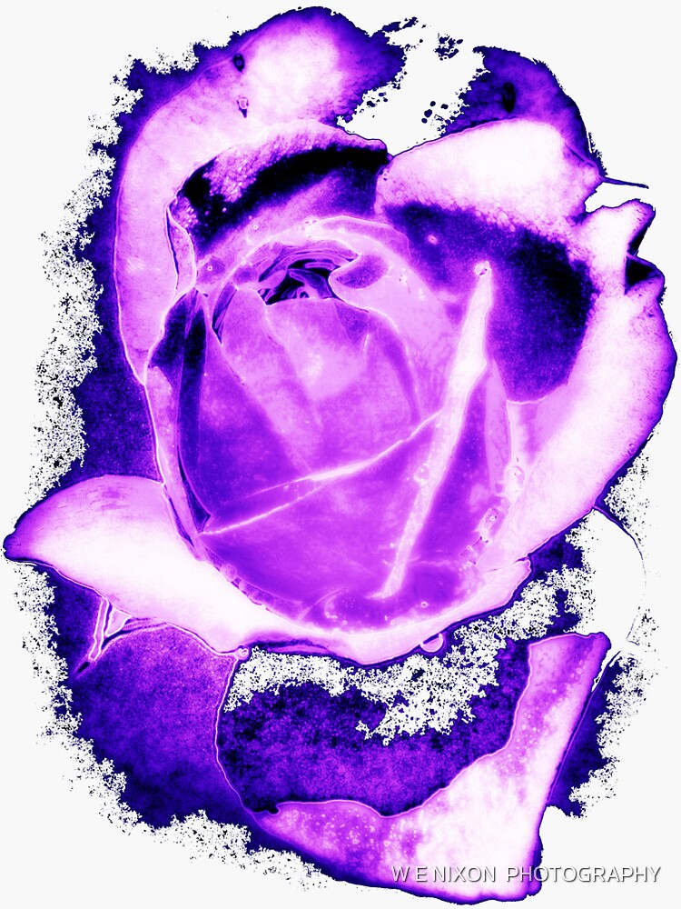 "Purple Rose" Sticker for Sale by Wayne48 | Redbubble