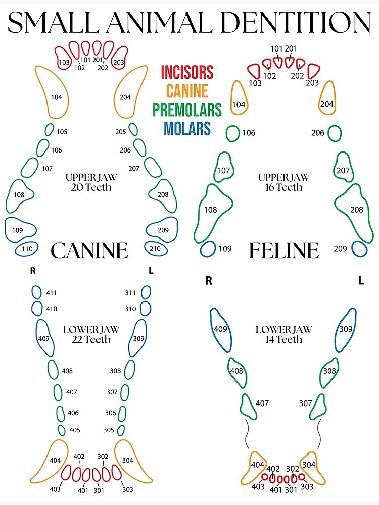 "Small Animal Dental Chart " Poster for Sale by FLHeifer | Redbubble