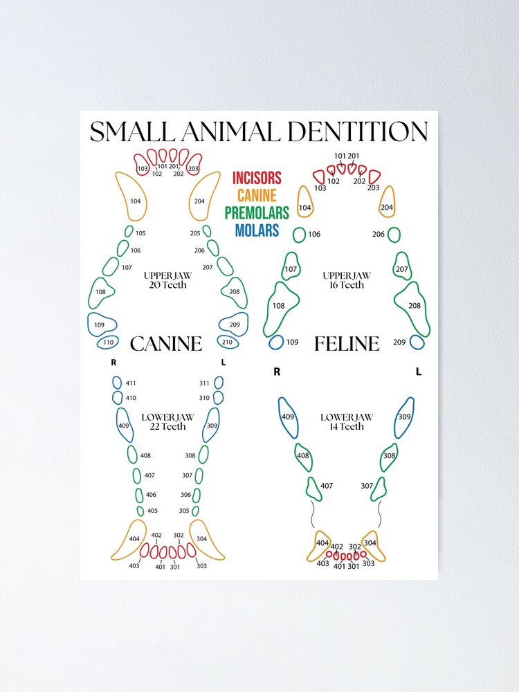 "Small Animal Dental Chart " Poster for Sale by FLHeifer | Redbubble