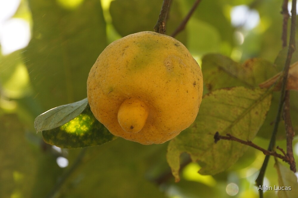 "Lima Chiche" by Allen Lucas | Redbubble