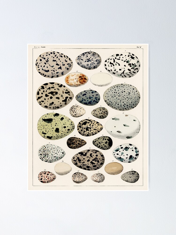 "Oken Eggs - by Lorenz Oken. Poster." Poster for Sale by Hossam Awad ...
