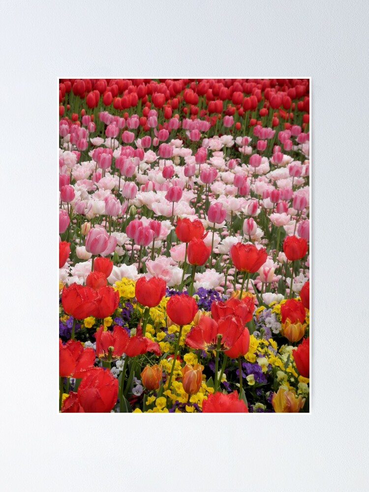 "A Festival of Colour, Floriade, Canberra, Australia." Poster by ...