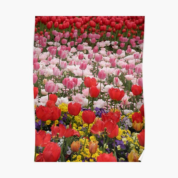 "A Festival of Colour, Floriade, Canberra, Australia." Poster by ...