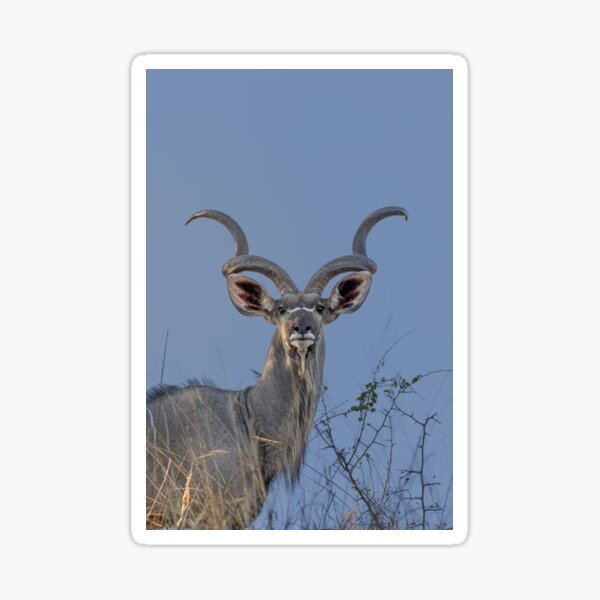 "Male Kudu in South Africa" Sticker for Sale by EMDPphotography | Redbubble