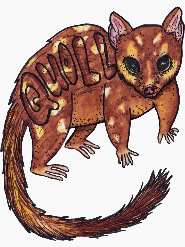 "Q is for Quoll" Sticker for Sale by ImageEyeNation | Redbubble