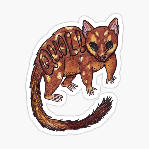 "Q is for Quoll" Sticker for Sale by ImageEyeNation | Redbubble