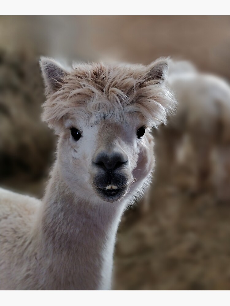 Ridiculously Good Looking Alpaca Premium Matte Vertical Poster sold by ...