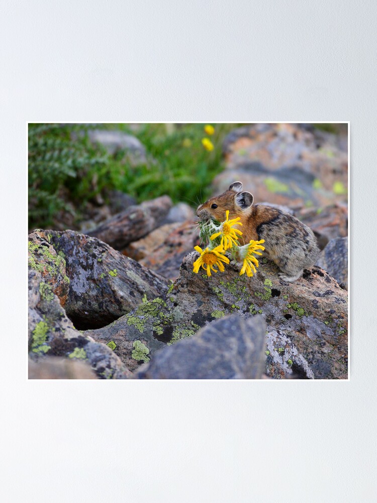 "Pika Carrying Wildflowers" Poster for Sale by WorldDesign | Redbubble