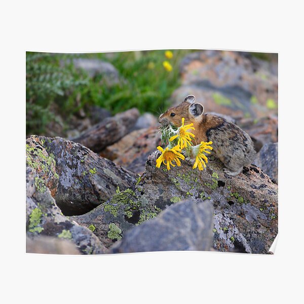 "Pika Carrying Wildflowers" Poster for Sale by WorldDesign | Redbubble