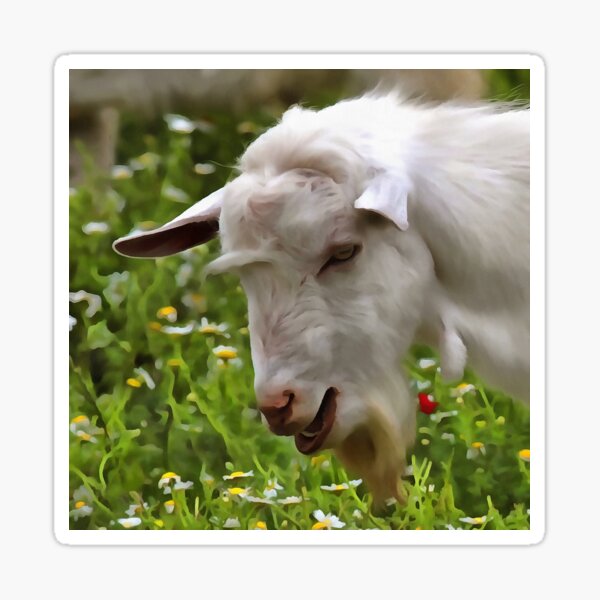 "White Goat Grazing Artistic Pet Portrait" Sticker for Sale by taiche ...