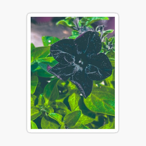 "Black Mamba" Sticker for Sale by abramichelle | Redbubble