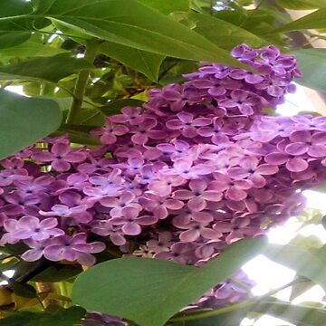 "Sun play in the purple lilac bush" Sticker by FotoworldEdel | Redbubble