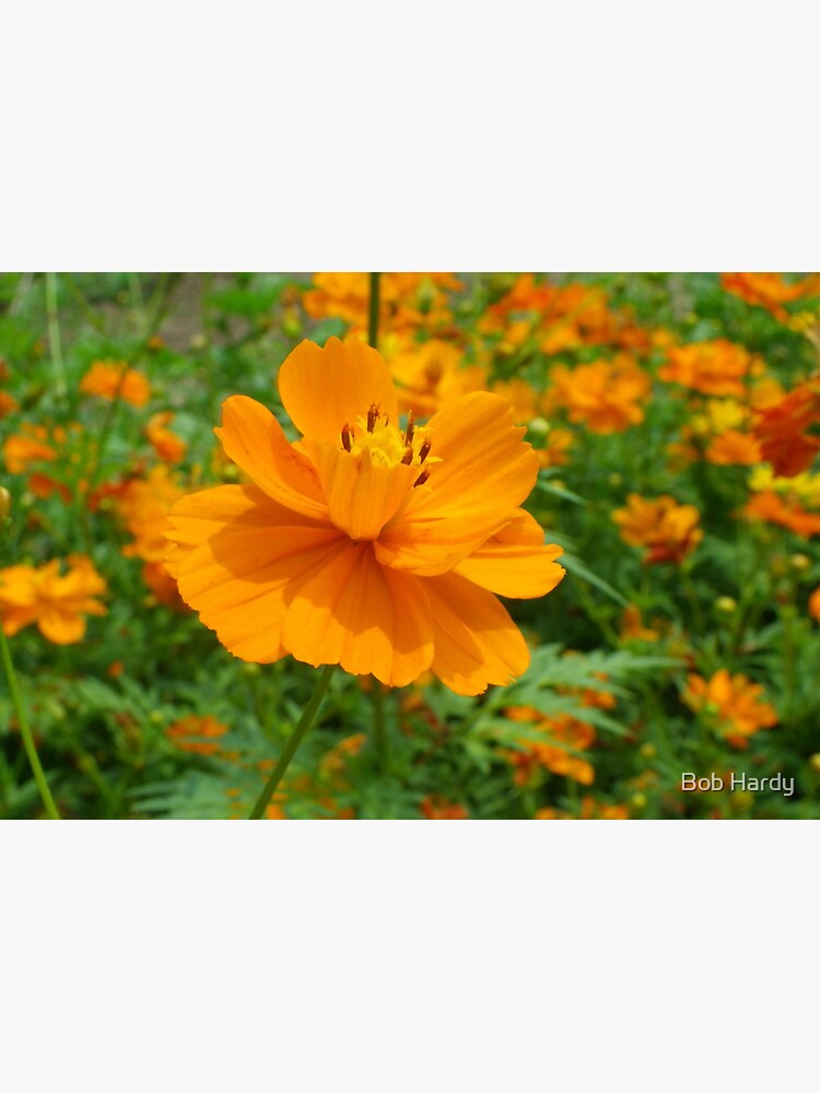 "Cosmos" Sticker for Sale by BobHardy | Redbubble