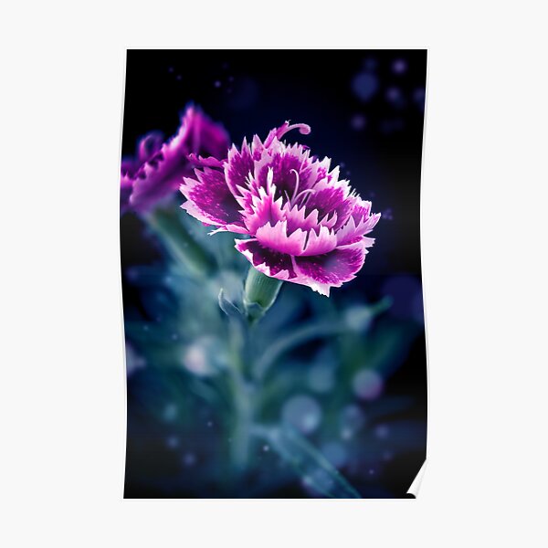 "Carnation" Poster for Sale by potatopug | Redbubble