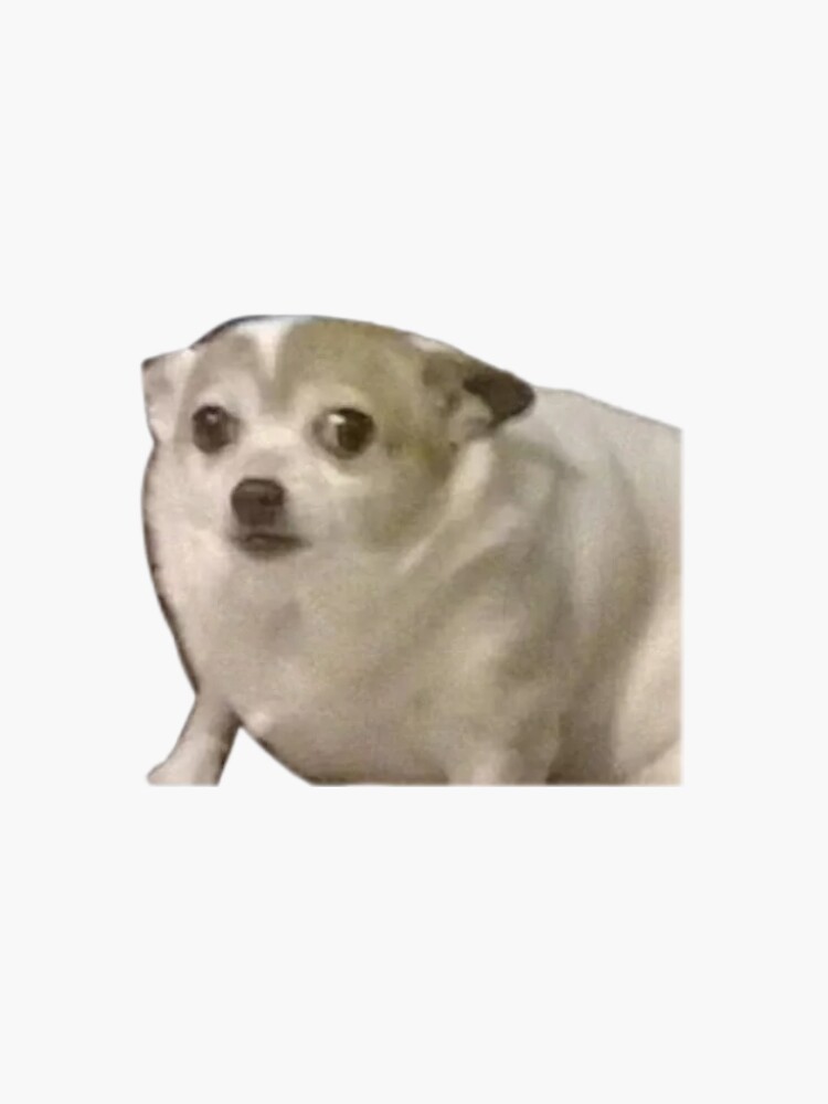 "Surprised dog meme" Sticker for Sale by Onestop Shop | Redbubble