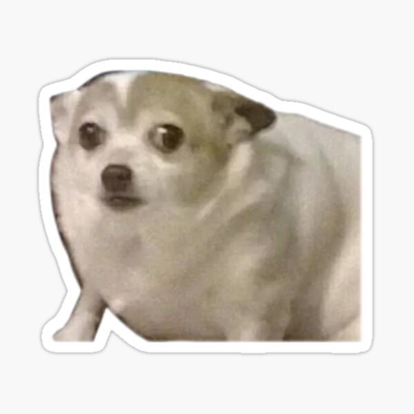 "Surprised dog meme" Sticker for Sale by TheCriticCouch | Redbubble
