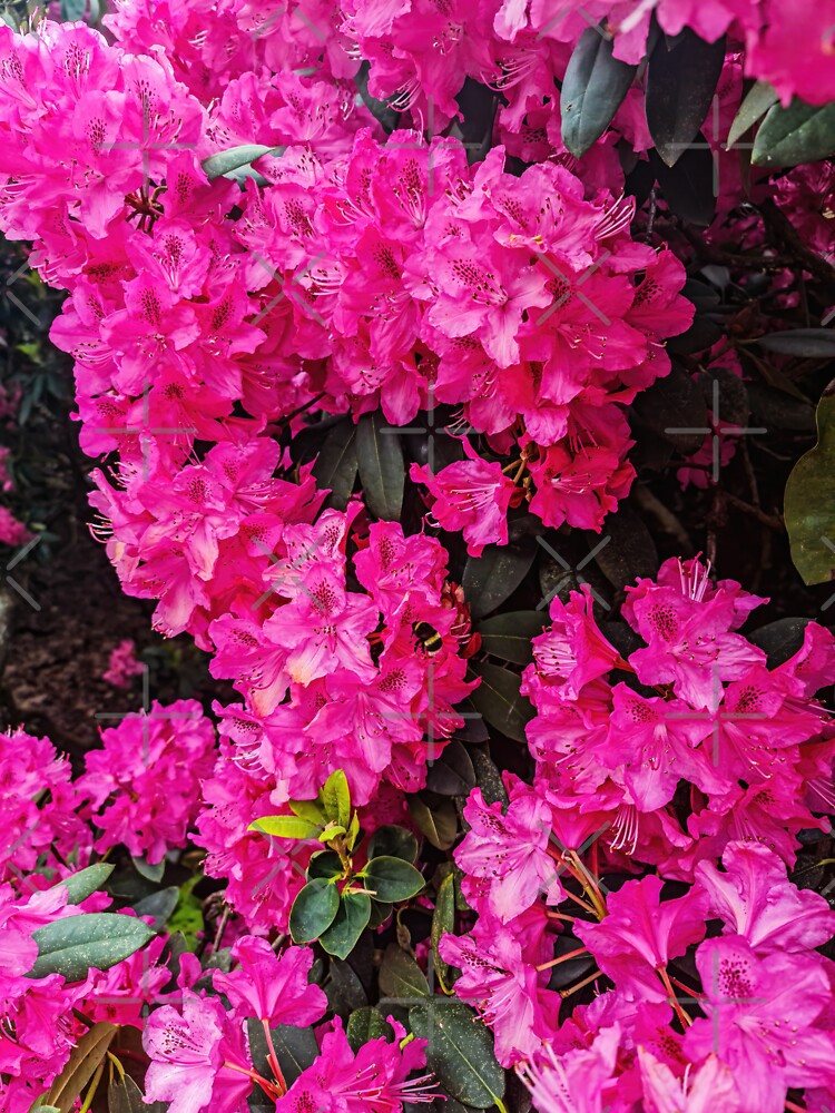 "Neon Pink Azalea 5 + Bumble Bee" Sticker for Sale by nastiaart | Redbubble