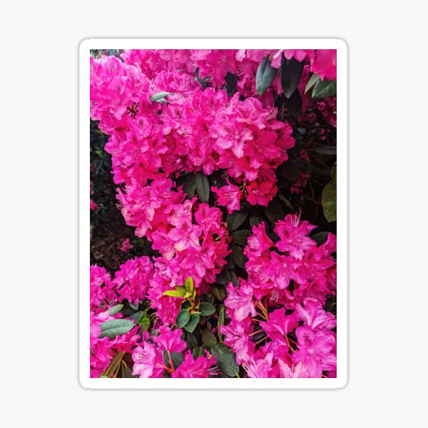 "Neon Pink Azalea 5 + Bumble Bee" Sticker for Sale by nastiaart | Redbubble