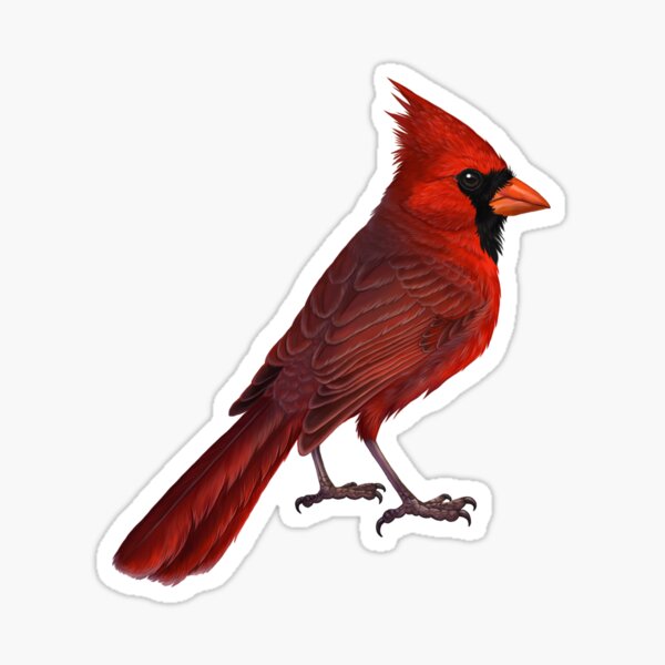 Cardinal Stickers | Redbubble