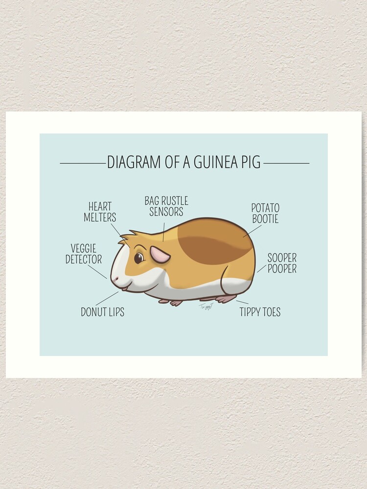 "Diagram of a Guinea Pig" Art Print for Sale by tracywilson | Redbubble