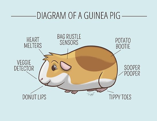 "Diagram of a Guinea Pig" Poster by tracywilson | Redbubble