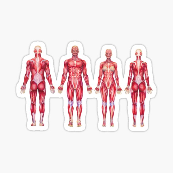 "Watercolor views male and female muscular systems" Sticker for Sale by ...