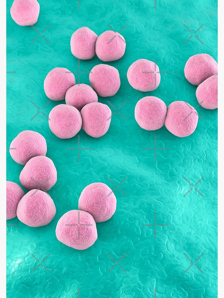 "Veillonella bacteria, gram-negative anaerobic cocci, part of intestine ...