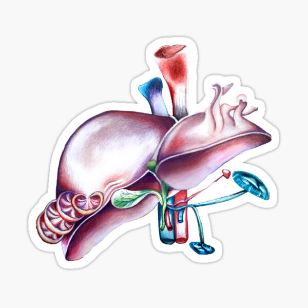 "Liver" Sticker for Sale by HZSjostrom | Redbubble