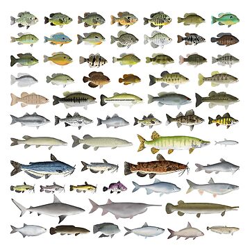 "North America Freshwater Fish Group" Poster for Sale by fishfolkart ...