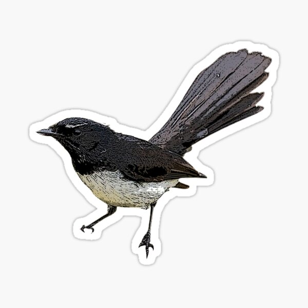"Willie Wagtail Color Design " Sticker for Sale by designsasstultd ...