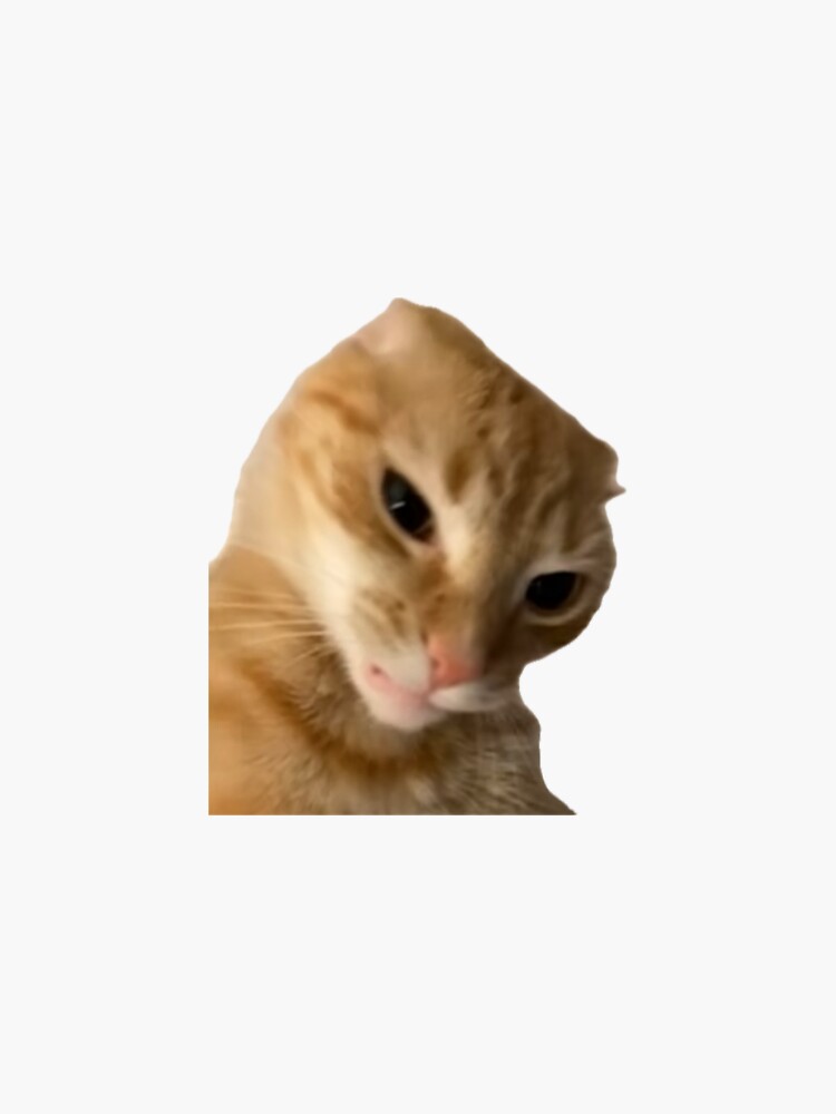 "Orange cat stop being ratchet meme" Sticker for Sale by ConstoStore ...