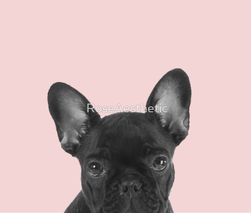 "Blush pink Frenchie pop" by RoseAesthetic | Redbubble