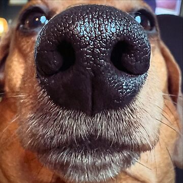 "Freddy boop dachshund " Sticker for Sale by Xoaimee86 | Redbubble