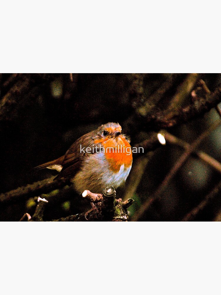 "Cold, scruffy robin" Poster for Sale by keithmilligan | Redbubble