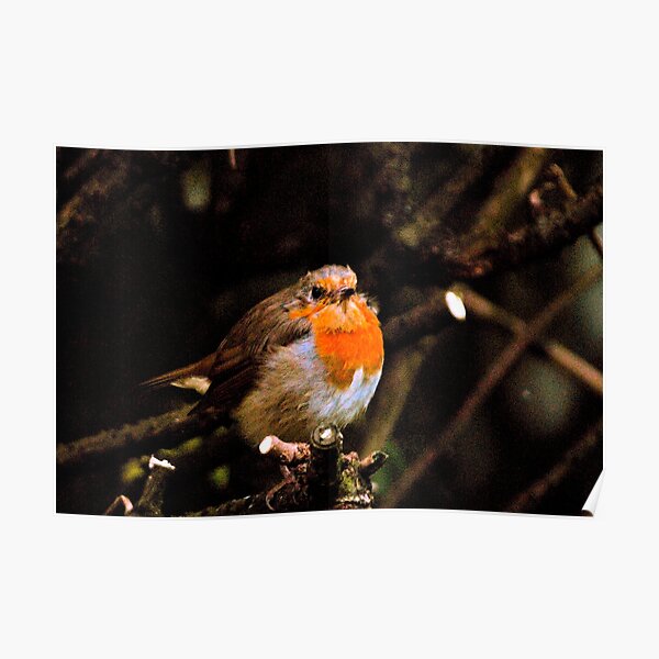 "Cold, scruffy robin" Poster by keithmilligan | Redbubble