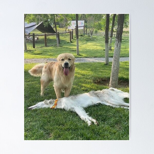 "Deflated dog meme" Poster for Sale by observation | Redbubble
