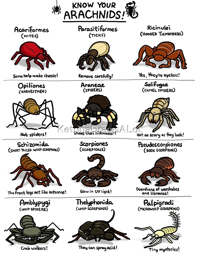Insects And Arachnids For Kids