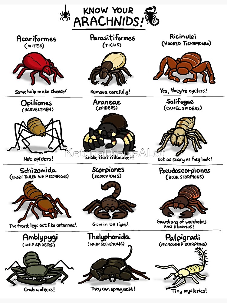 "Illustrated Guide to Arachnids" Poster for Sale by Halakahiki | Redbubble