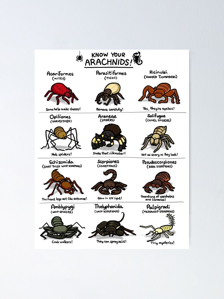 "Illustrated Guide to Arachnids" Poster for Sale by Halakahiki | Redbubble