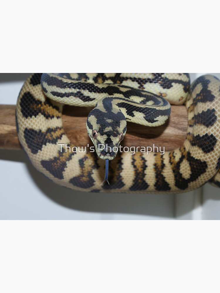 "The Darwin Carpet Python" Poster by MickThow | Redbubble
