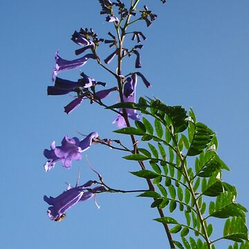 "Young Jacaranda Beginning to Stretch and Bloom Purple Against a Blue ...