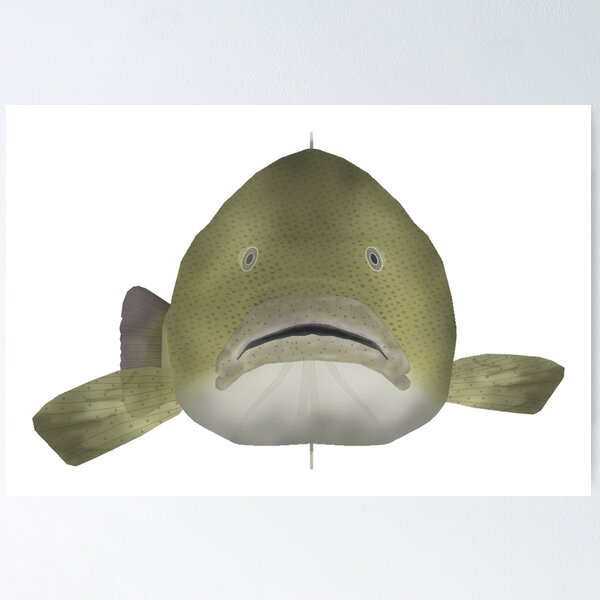 "Murray Cod Fish Head" Poster for Sale by fishfolkart | Redbubble