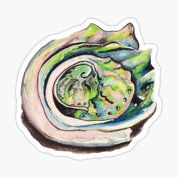 "Abalone" Sticker for Sale by Coota-Art | Redbubble