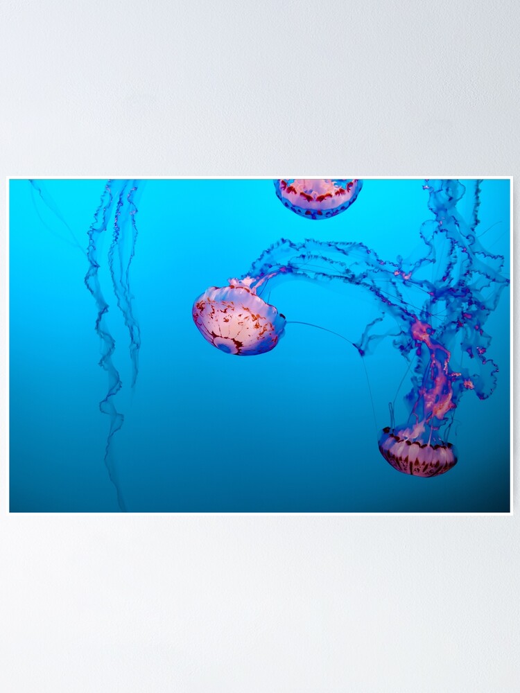 "Jellyfish" Poster by Maridac | Redbubble