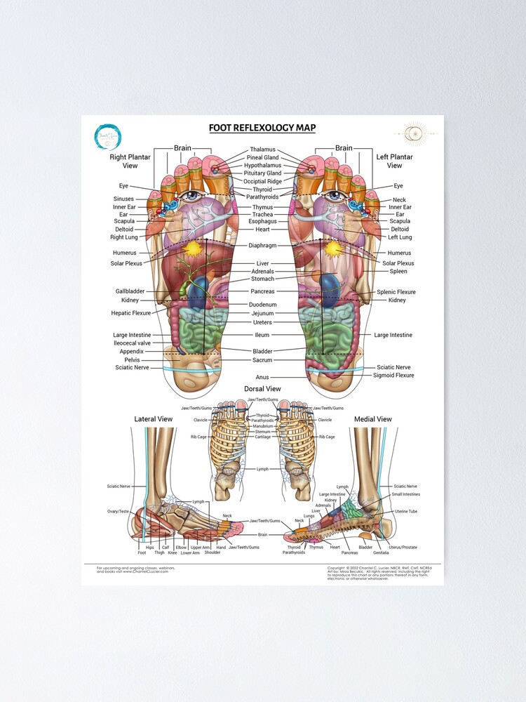"Foot Reflexology Map" Poster for Sale by ChantelCLucier | Redbubble